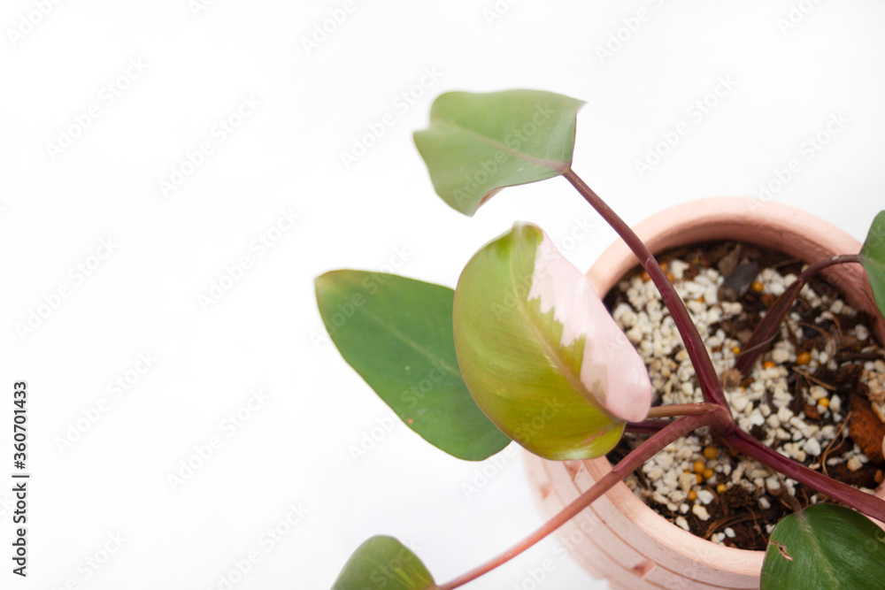 Philodendron Pink Princess Tree Green Stock Photo | Adobe Stock