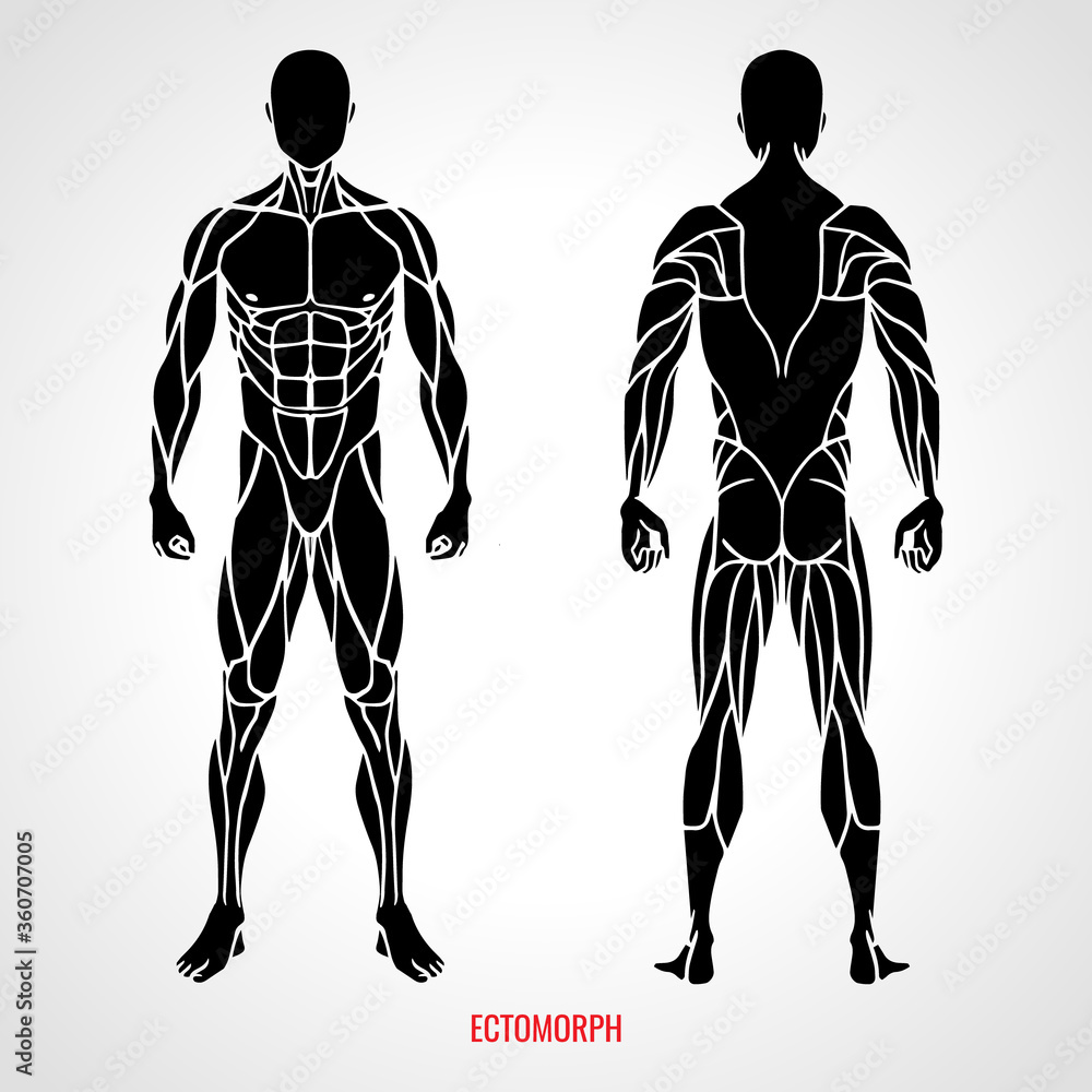 Body Type Ectomorph. Front and back view. Vector illustration Stock ...