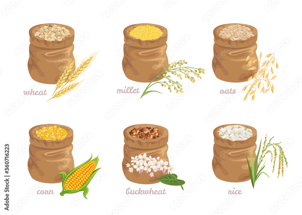 Set of different cereal grains in bags isolated on a white background ...