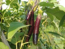 Pepper Tree Pods Free Stock Photo - Public Domain Pictures
