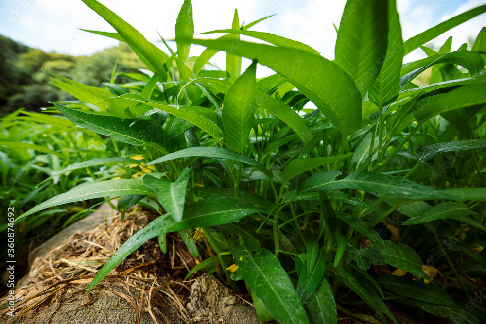 Green water spinach plants in growth at vegetable garden, vegetable in ...