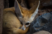 Fennec Fox Free Stock Photo - Public Domain Pictures