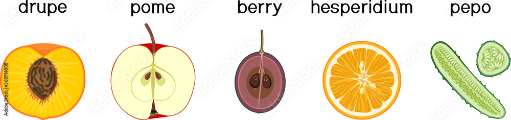 Different types of fruits: drupe, pome, berry, hesperidium and pepo ...