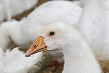 Domestic Goose Looking At Camera Free Stock Photo - Public Domain Pictures