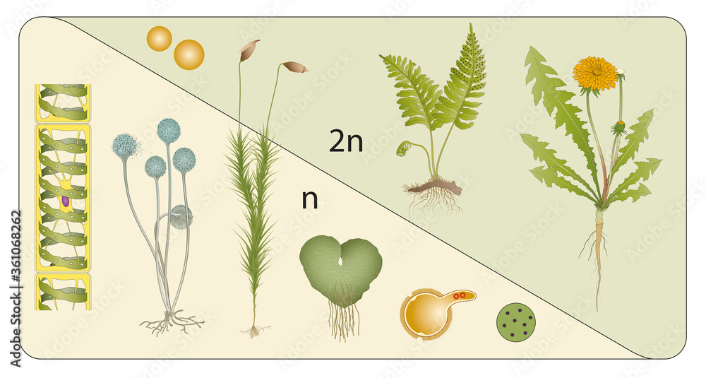 Haploid diploid stages Stock Illustration | Adobe Stock