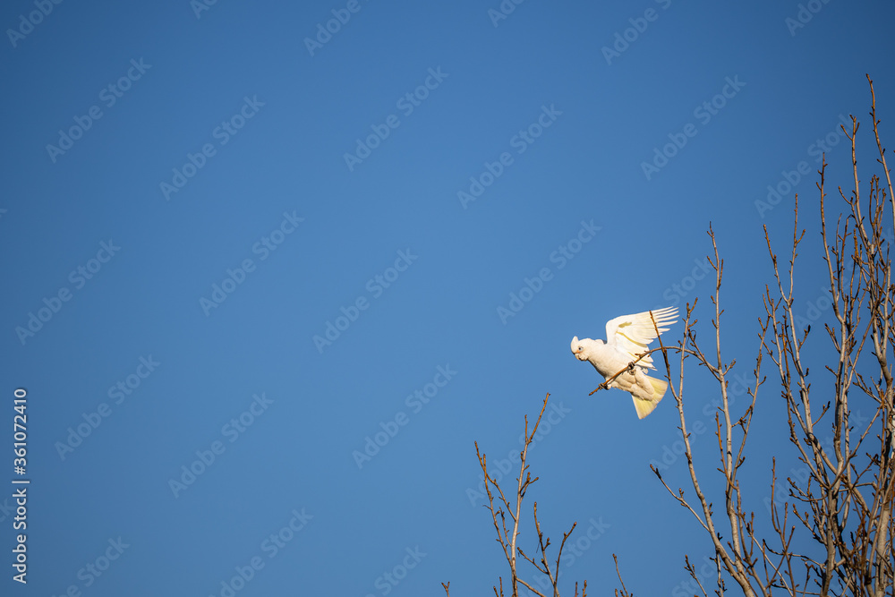 Photo Stock Australian little short billed Corella (Cacatua sanguinea ...