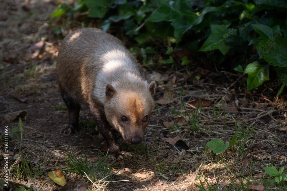 Stock-Foto „Cute female of bush dog between light and shadow“ | Adobe Stock