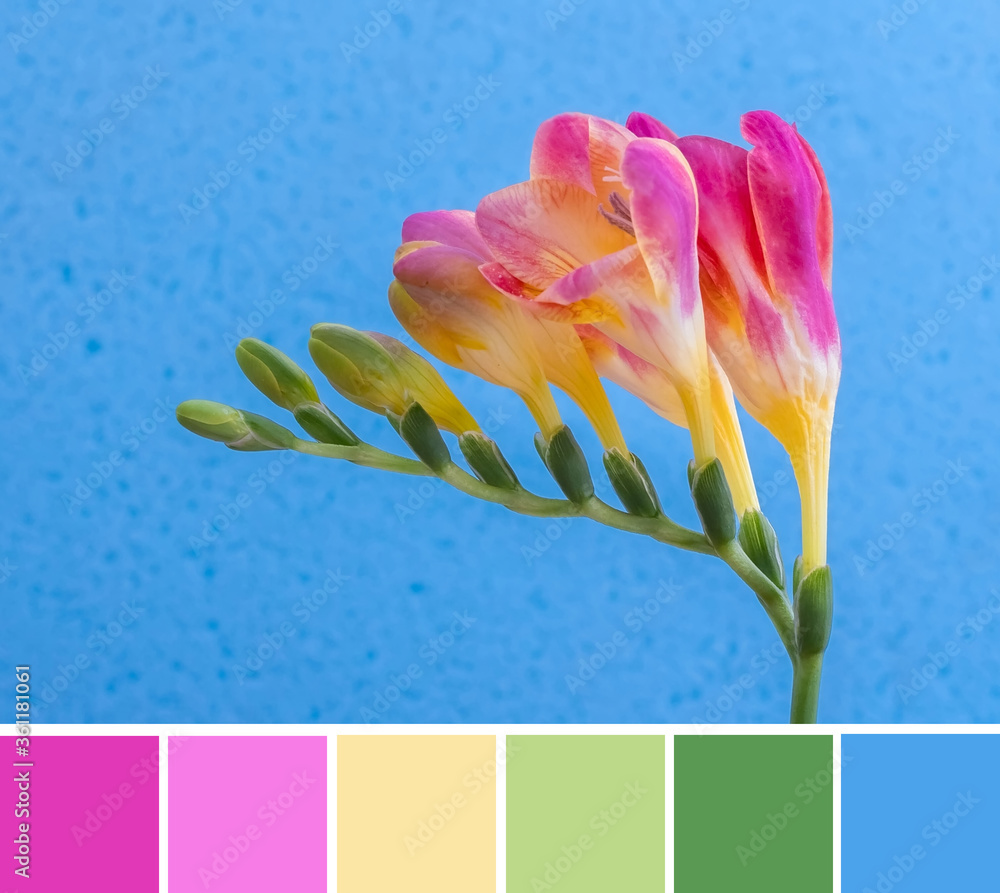 Close up beautiful blossom of pink violet and yellow freesia flower ...
