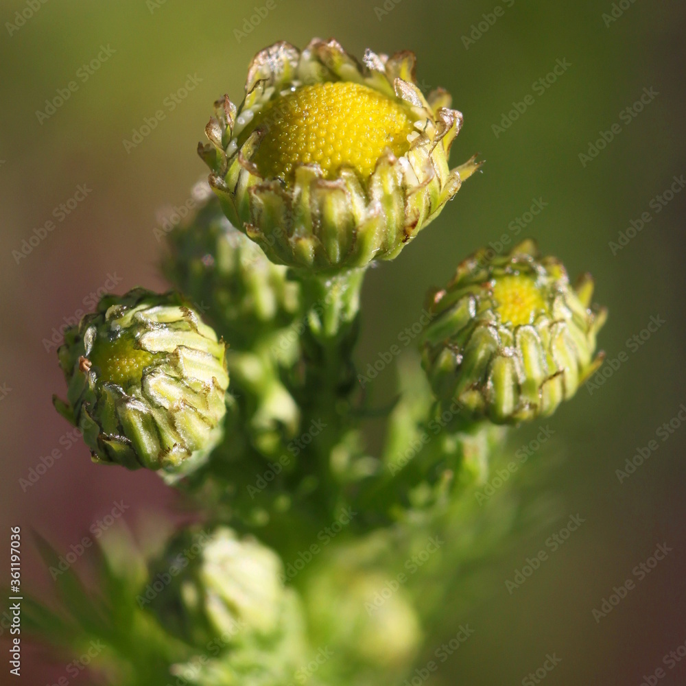 Opening scentless false mayweed buds ( Tripleurospermum inodorum ...