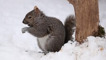 Squirrel In Snow Free Stock Photo - Public Domain Pictures