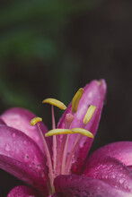 Small Purple Lily Flowers Free Stock Photo - Public Domain Pictures