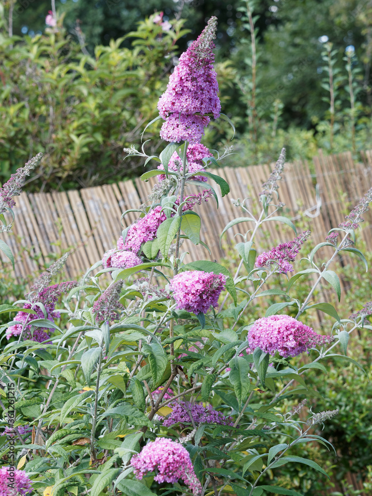 Foto de Stock Buddleja davidii - Buddléia de David ou Arbre aux ...