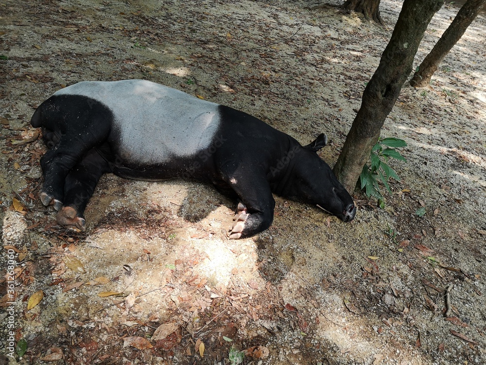 Sleeping Tapir at rehabilitation/coversation centre. The Malayan tapir ...