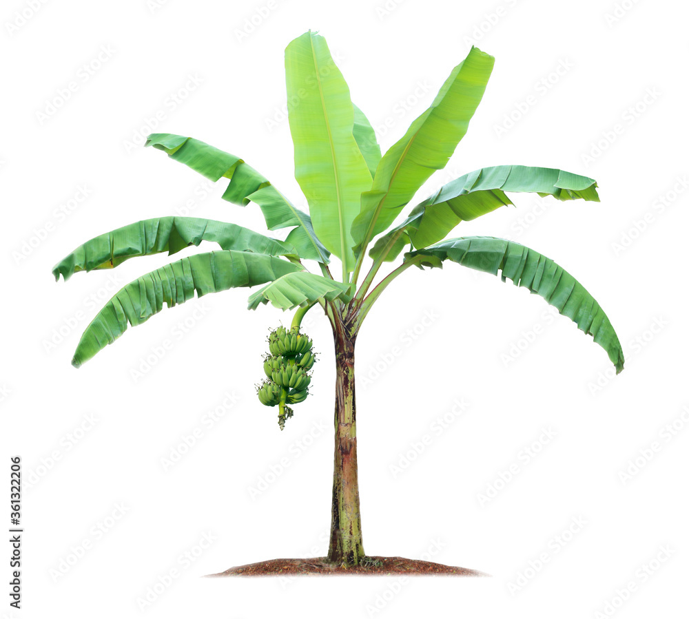 Banana tree isolated on white background with clipping paths for garden ...
