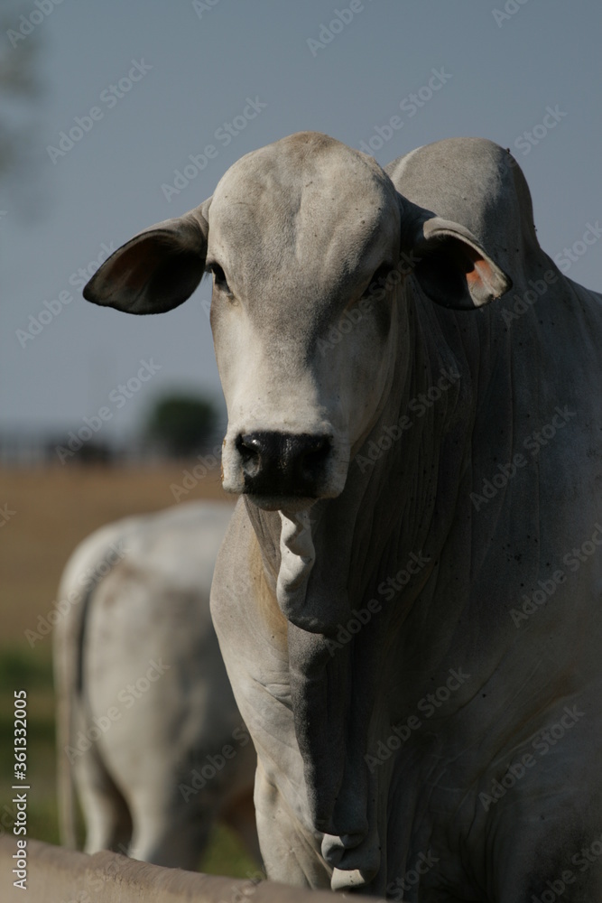 Pecuária, Bovinocultura, Nelore, Fazenda, Mato grosso, Cerrado, Brasil ...
