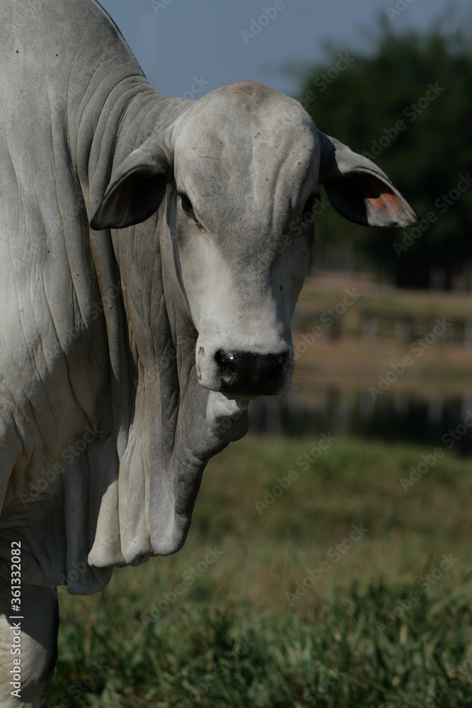 Pecuária, Bovinocultura, Nelore, Fazenda, Mato grosso, Cerrado, Brasil ...