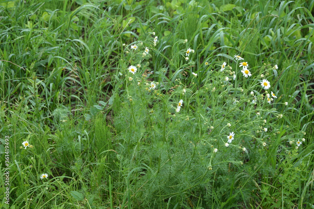 Scentless Mayweed - Tripleurospermum inodorum. Scentless false mayweed ...