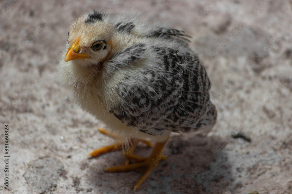pollo triste con alas de rayas negras mirando desde abajo Stock Photo ...