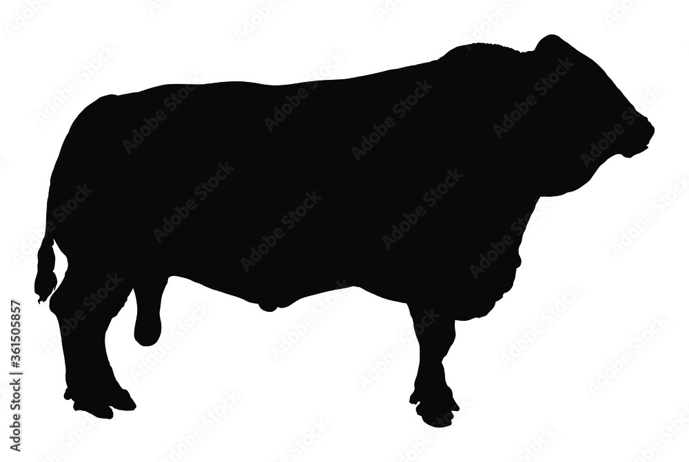 Vector de Stock Standing adult bull vector silhouette illustration ...