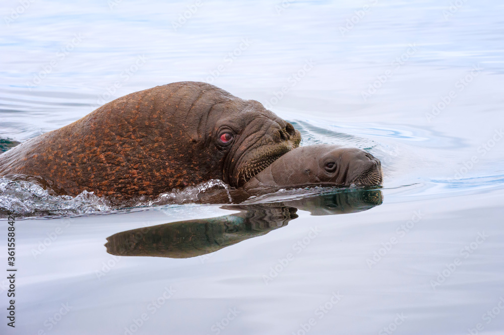 Adult walrus (Odobenus rosmarus) with its young in the water, Krasin ...