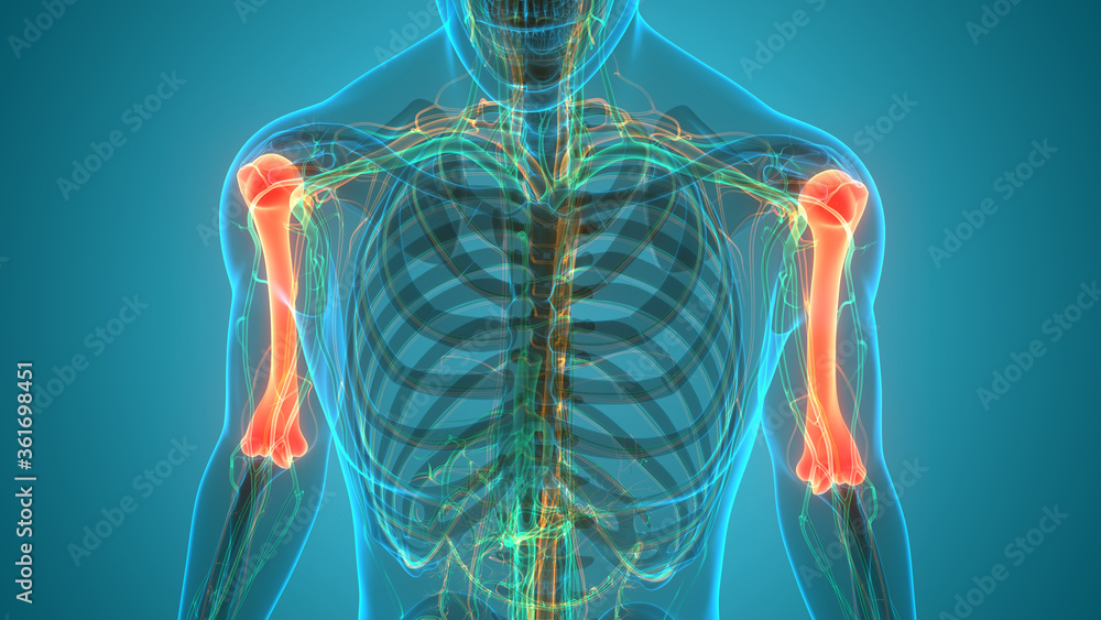 Human Skeleton System Humerus Bone Joints Anatomy Stock Illustration ...