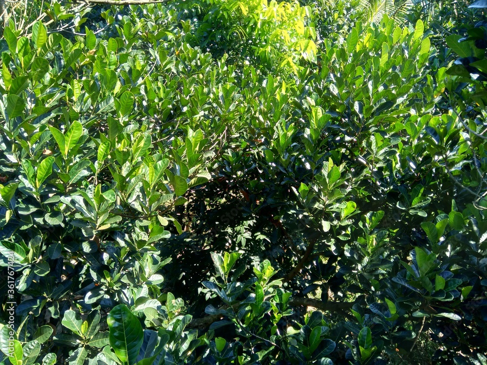 Green jack fruit leaves with natural background. The jack fruit (also ...