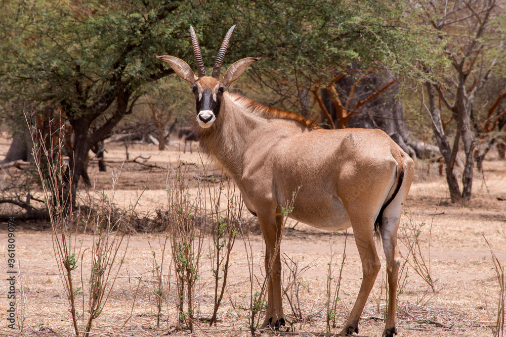 Imagen de un antílope africano en la reserva natural de Bandia en ...