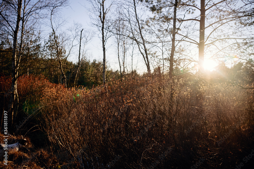 Streifzug mit Hund durch Moor bei Wistedt in Niedersachsen Stock Photo ...