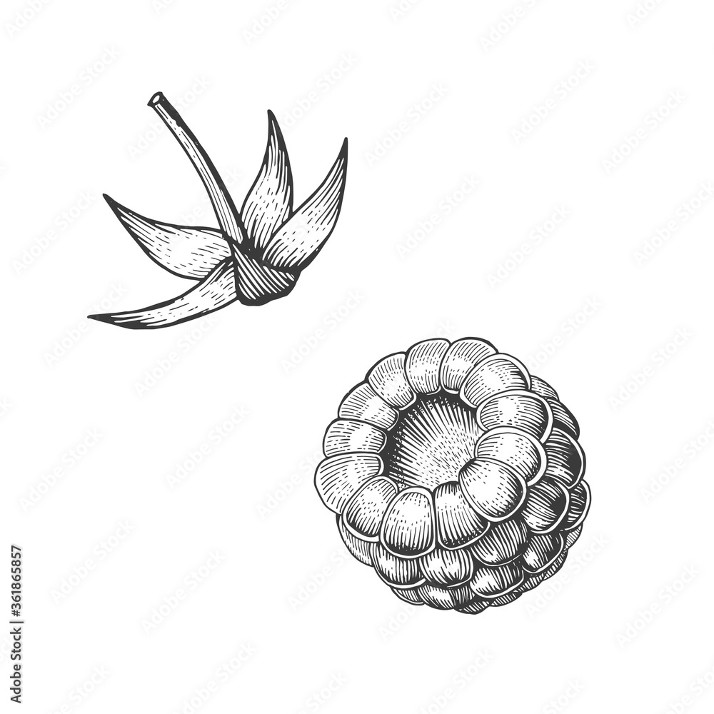 Engraved raspberry engraving. Vintage botanical vector sketch ...