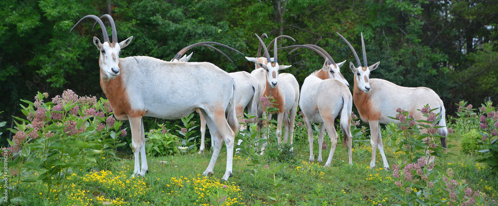 Addax, also known as the white antelope and the screwhorn antelope, is ...