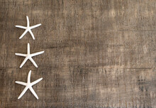 Sea Shell Vertical Background Free Stock Photo - Public Domain Pictures