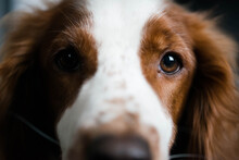 Welsh Springer Spaniel Dog Free Stock Photo - Public Domain Pictures