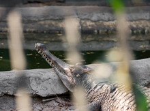 Valse gaviaal Gratis Stock Foto - Public Domain Pictures