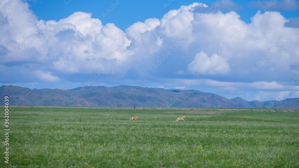 2 Mongolian gazelle (zeer) running freely on the wide grass plain of ...