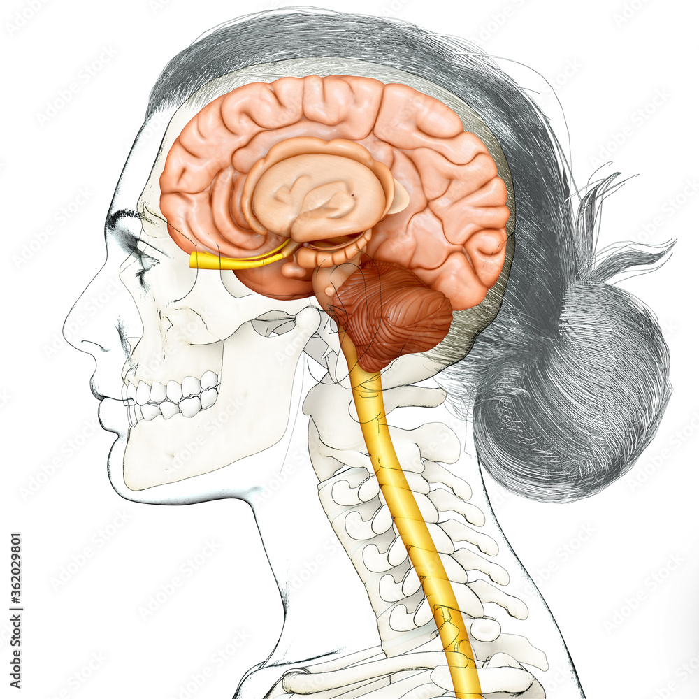 3d rendering medical illustration of Female brain anatomy Stock ...