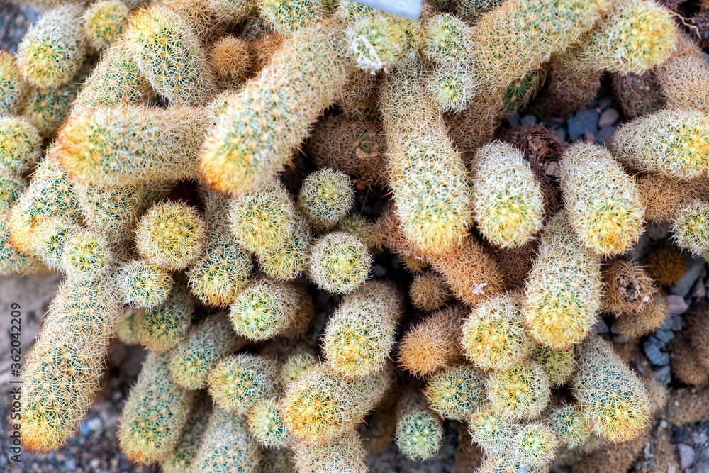 Thicket of Gold lace cactus plant - latin Mammillaria elongate - also ...