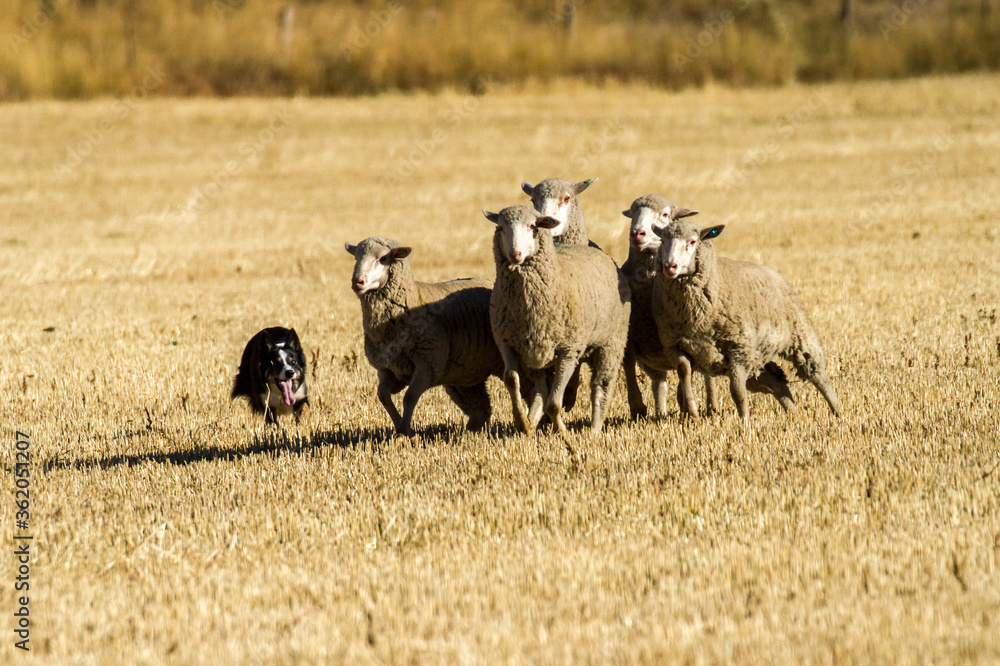 A border collie rounding up several sheep during competition (trials ...