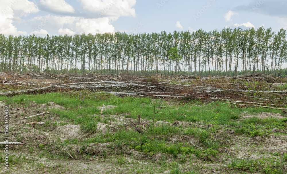 Stock-Foto „Area of illegal logging. Forests Deforestation humans are causing global warming ...