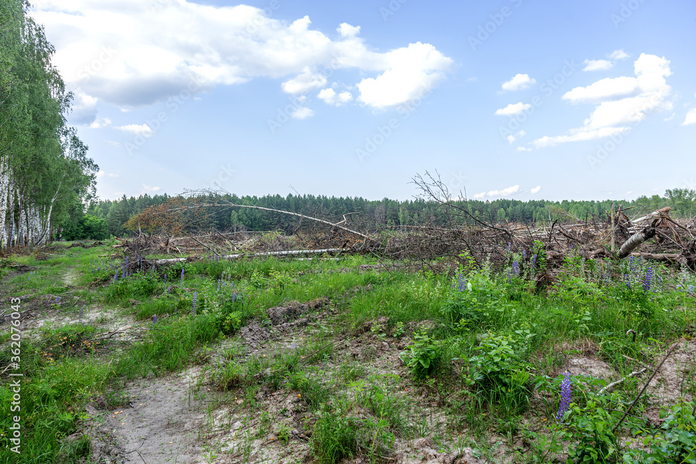 Area of illegal logging. Forests Deforestation humans are causing global warming. Deforestation ...