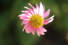 Pink Fan Flowers In Bloom Free Stock Photo - Public Domain Pictures