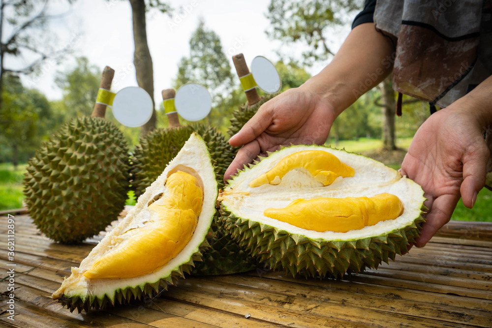 Durian, oval-shaped, large, hard-shelled lobes Hard thorns all over the ...