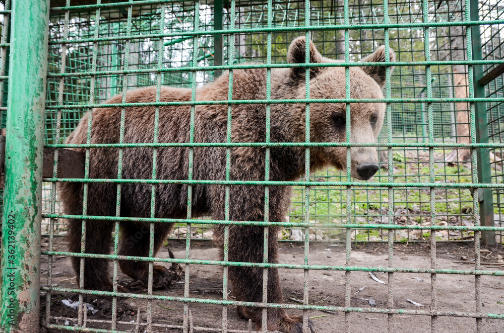 Foto de Stock Poor brown bear living in steel cage and behind the bars ...