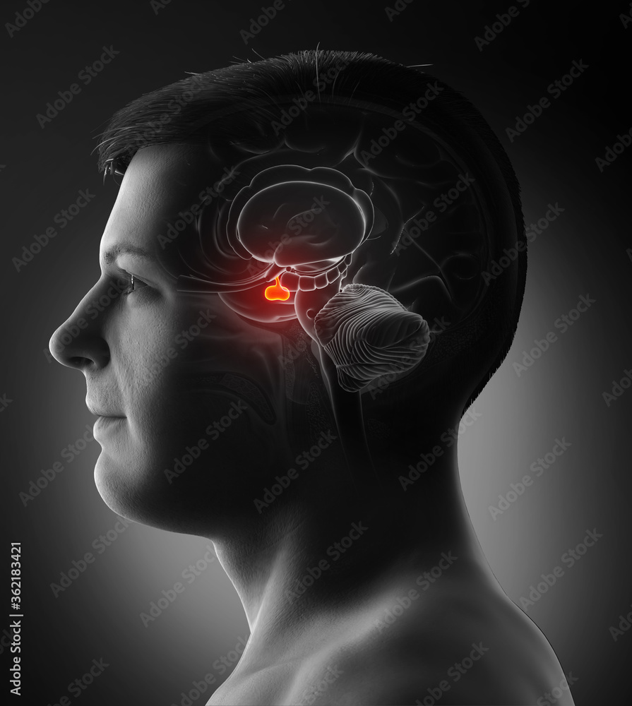 3d rendering medical illustration of a male Brain anatomy PITUITARY ...