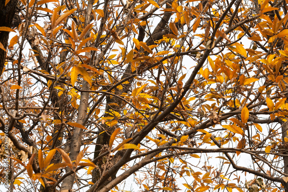 Maple Tree Leaves in Nishat Bagh (garden) during autumn at Srinagar ...