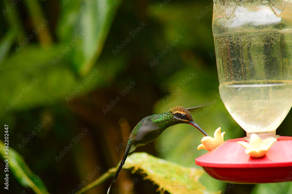 Ermitaño de Yaruqui / White-whiskered Hermit Hummingbird / Phaethornis ...