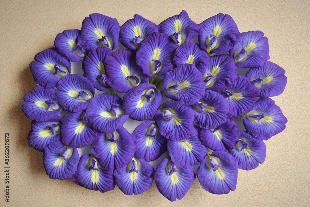 Butterfly pea flowers,clitoria ternatea,Asian pigeonwings purple ...