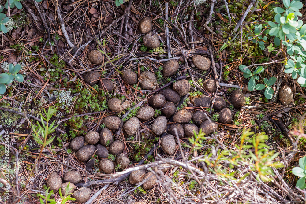 Excrements of elk. Moose litter. Elk droppings in the forest. Feces in ...