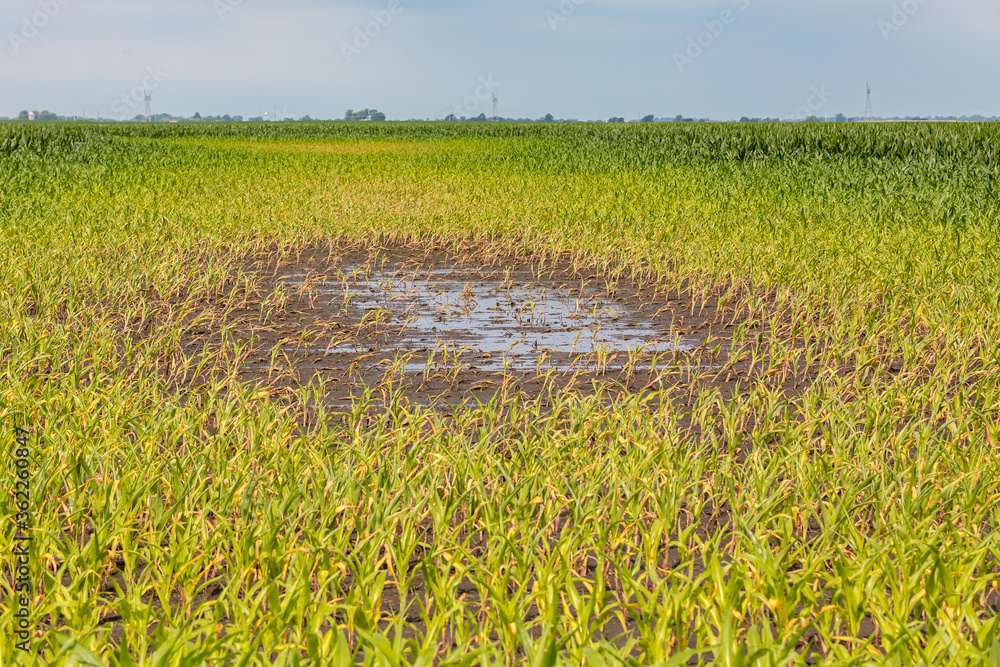 Corn plants with yellow leaves and dying in flooded cornfield due to ...