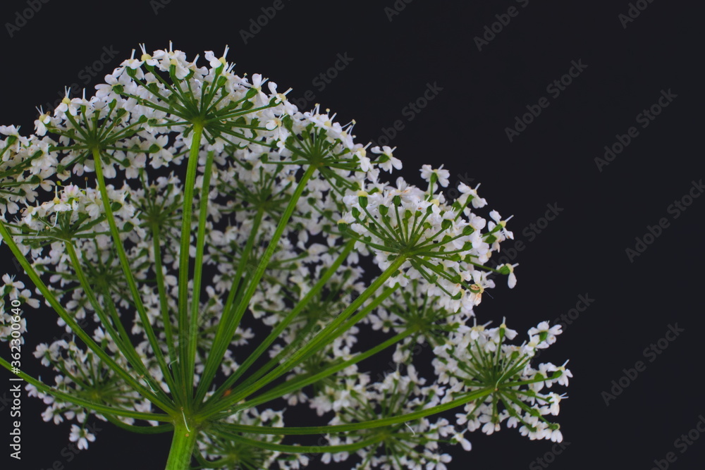 Wild white European flower Cow parsley, also known under the names of ...