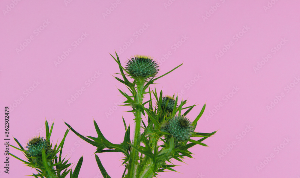 Close-up of the leaf lobes of a spear thistle also kwon as common ...